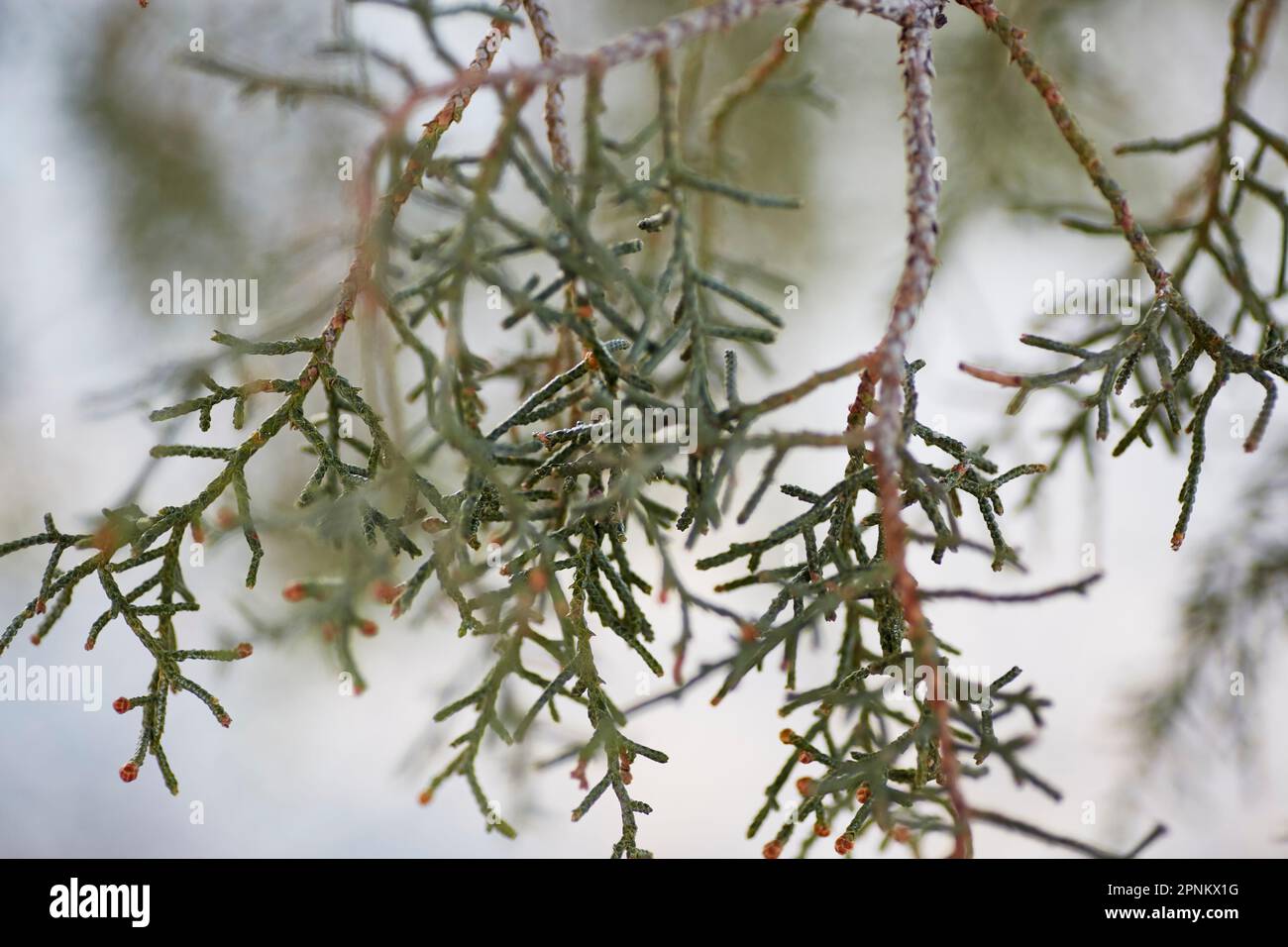 Arizona cypress trees hi-res stock photography and images - Alamy