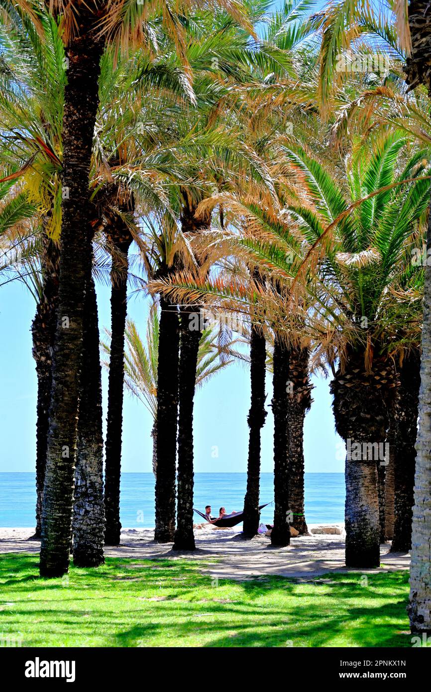 Spain benalmadena palm trees marina hi-res stock photography and images ...
