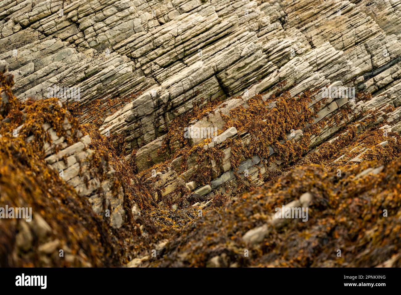 Bladder wrack (Fucus vesiculosus) covering rocks at Maghera beach ...