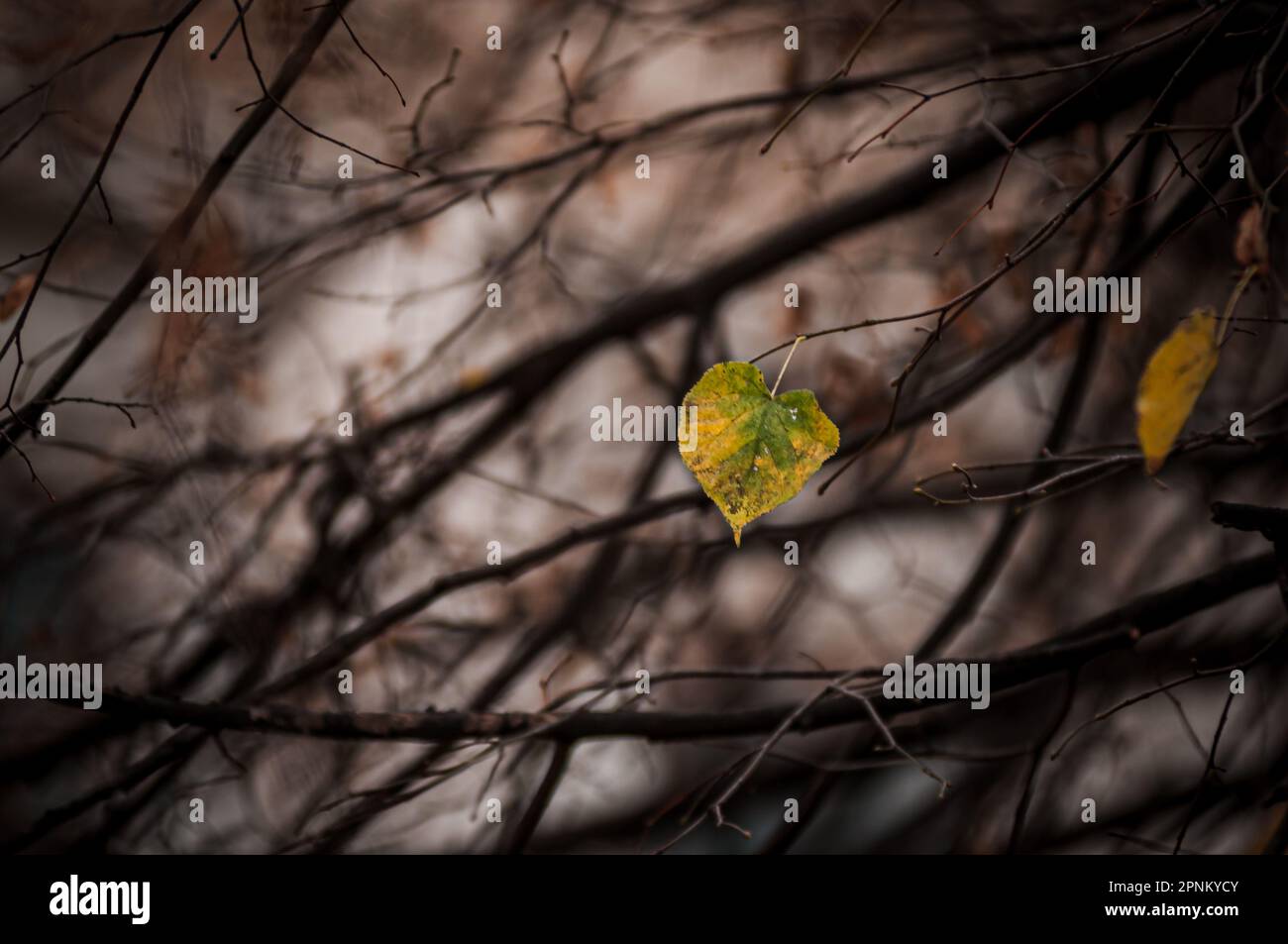 Leaf on the tree hi-res stock photography and images - Alamy