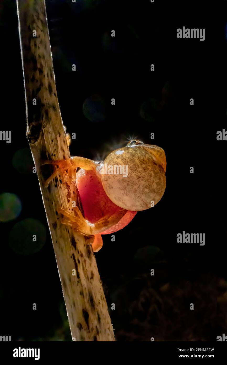 Spring Peeper, Pseudacris crucifer, male calling during spring mating ...