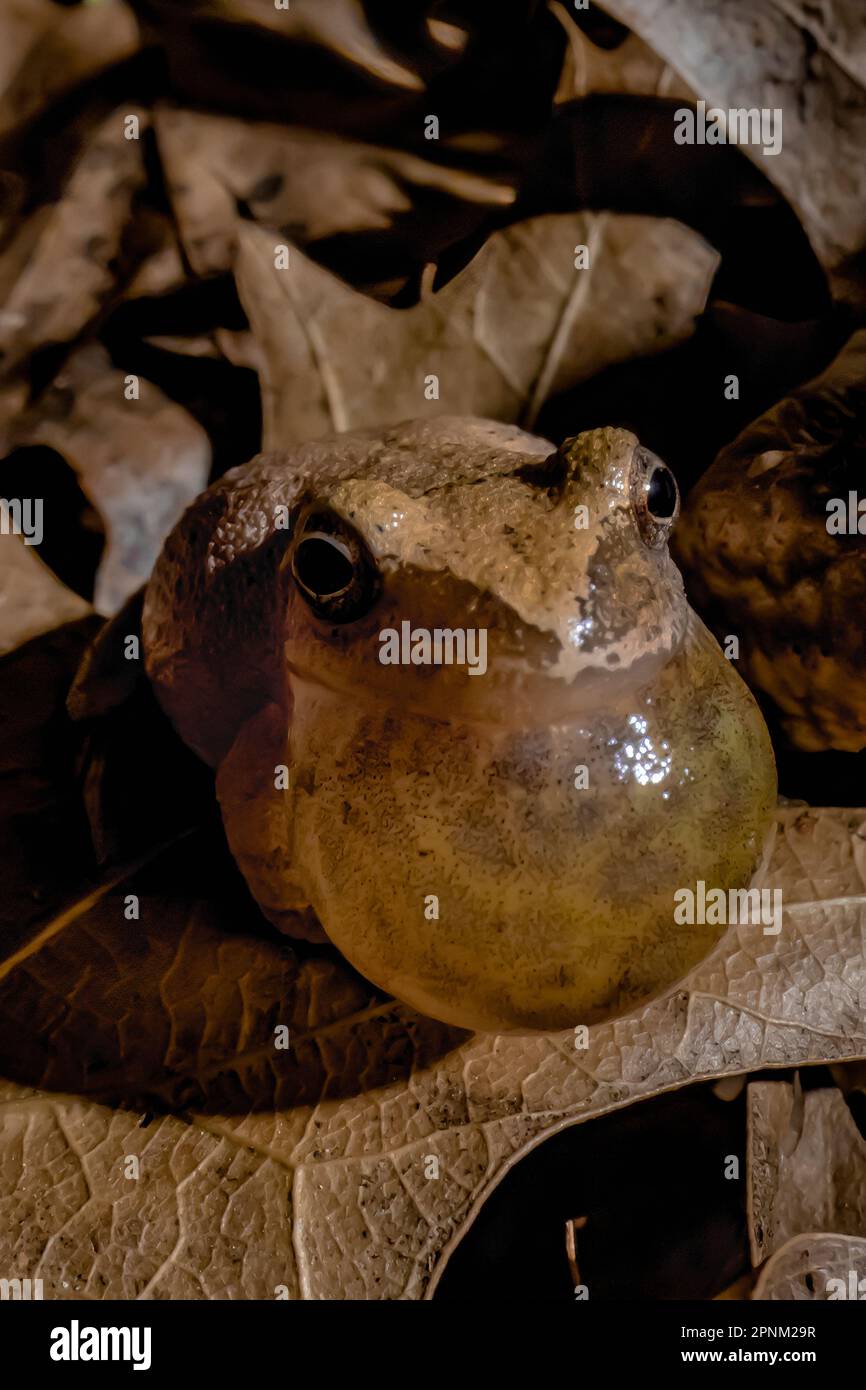 Spring Peeper, Pseudacris crucifer, male calling during spring mating ...