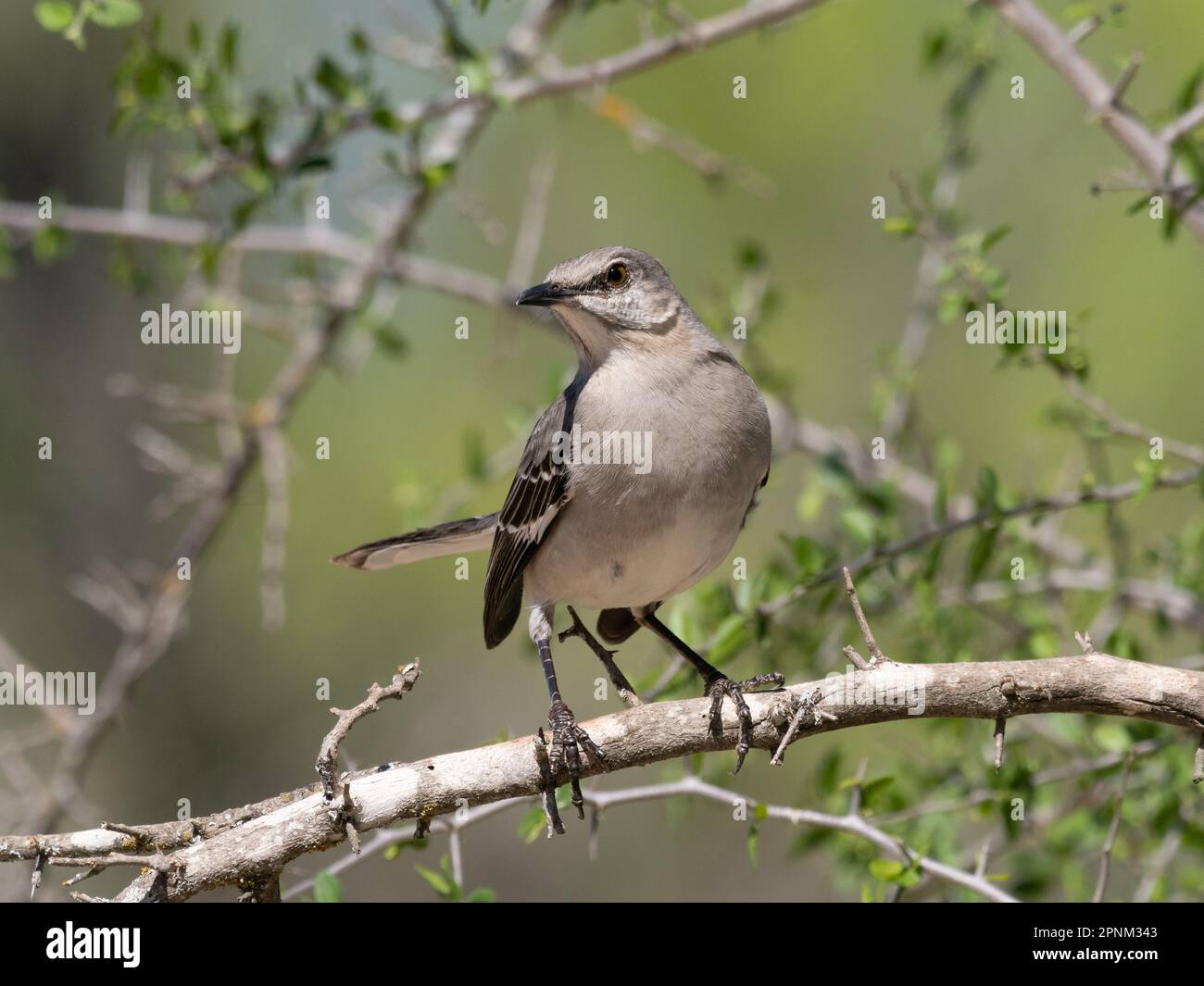 Adult Northern mockingbird perched on a tree branch and looking left ...