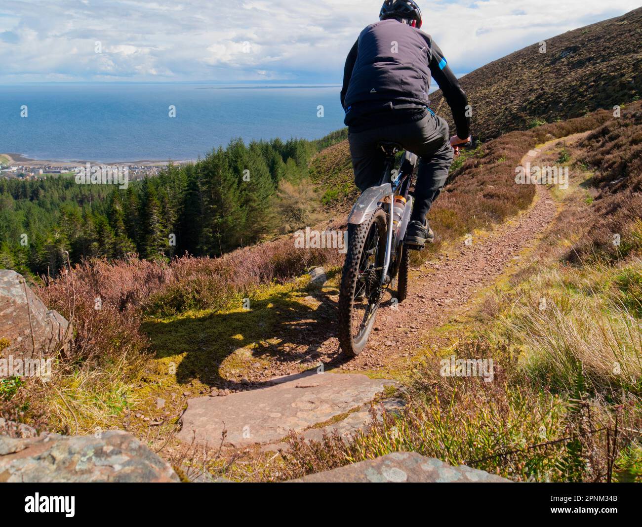 Male on singletrack mountain bike trail, Golspie, Sutherland Stock ...