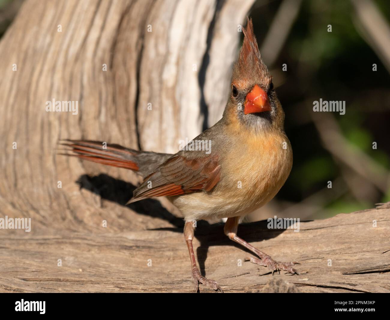 Close-up of a female Northern cardinal standing on a dried log and ...