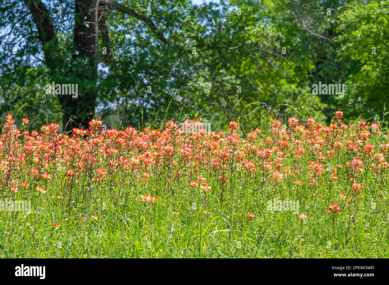 Closeup of a stand of Indian paintbrush flowers in a field Stock Photo ...