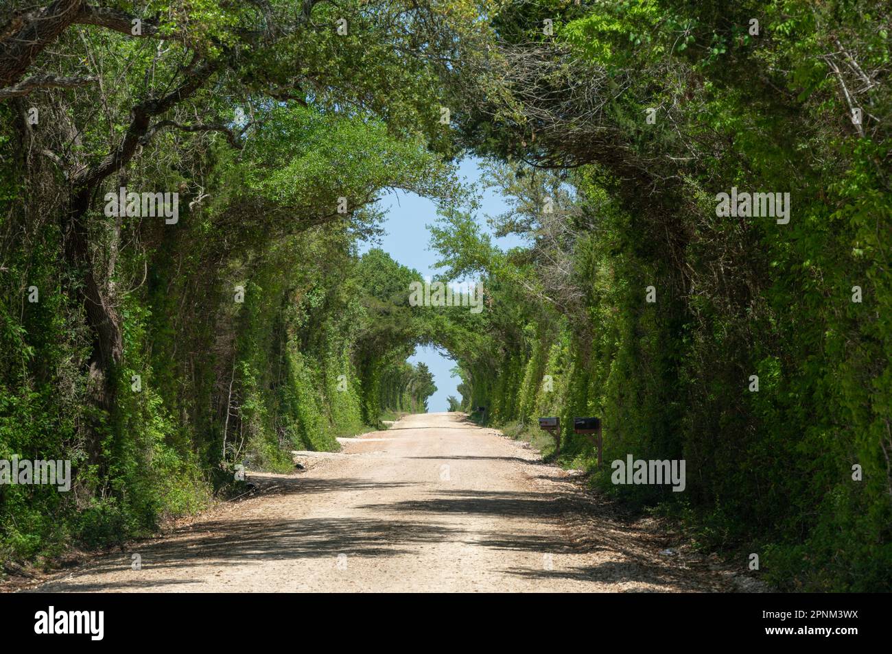 A view down a gravel road where trees form a dense green hedge and a ...
