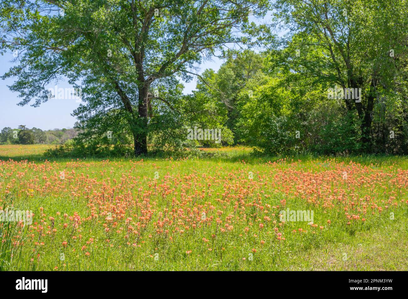 Indian paintbrush grow along Texas roadsides in early spring, their ...