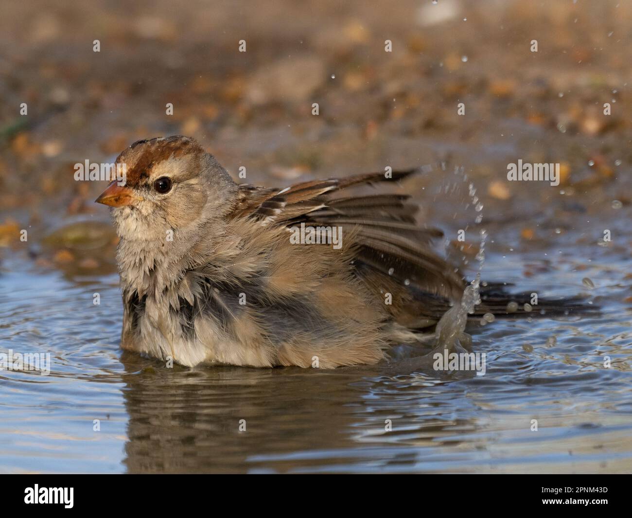 Immature white-throated sparrow photographed close up in profile while ...