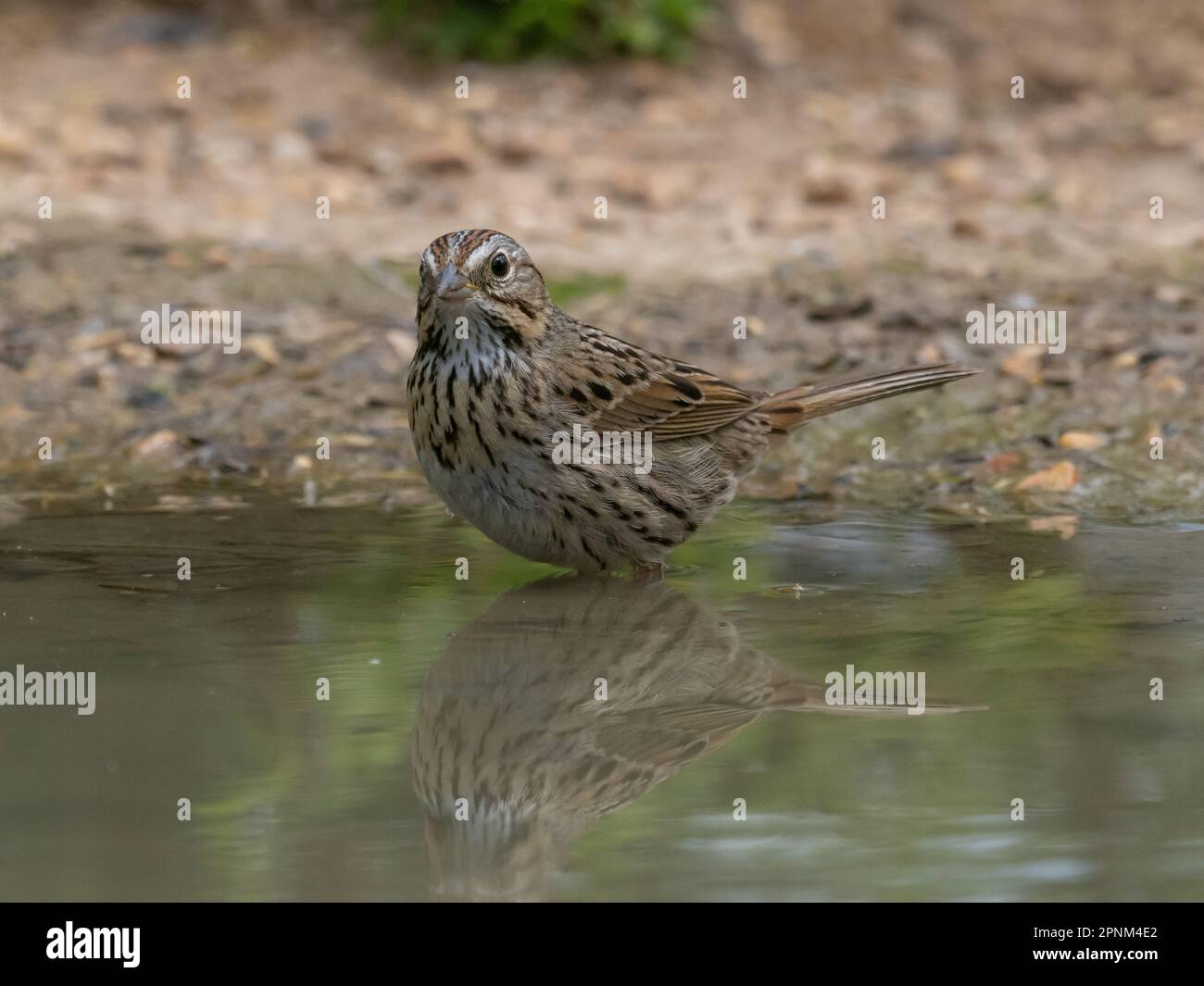 Adult Lincoln's Sparrow standing in shallow water, facing camera. Image ...