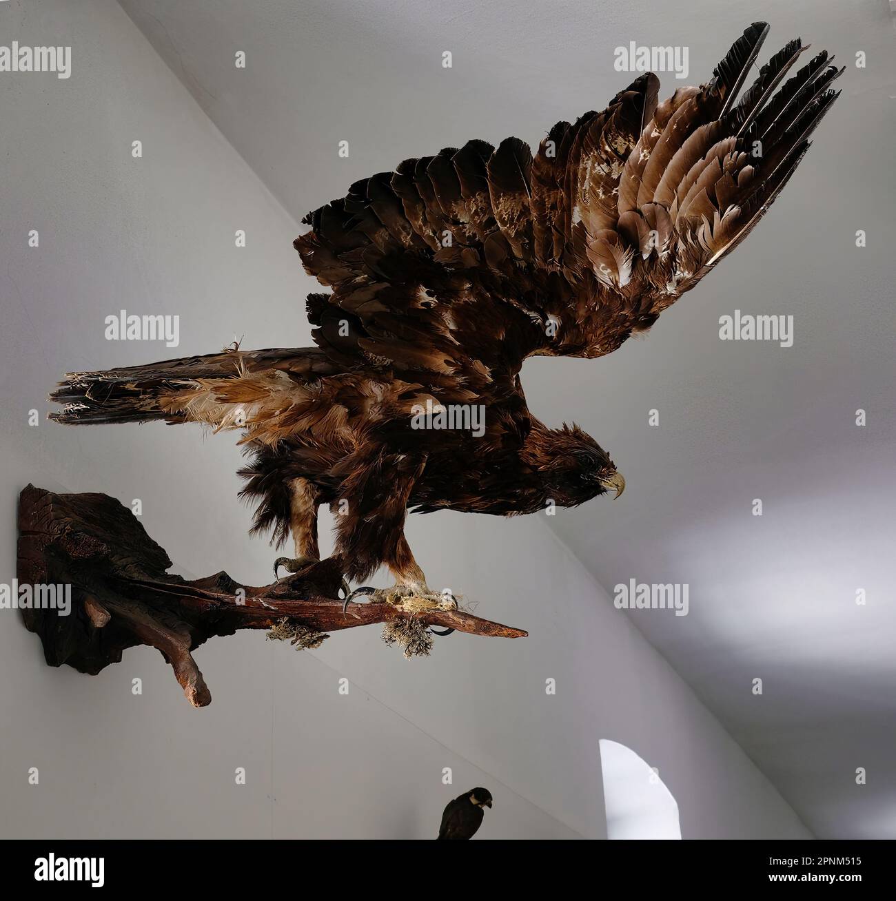 Stuffed frog museum hi-res stock photography and images - Alamy