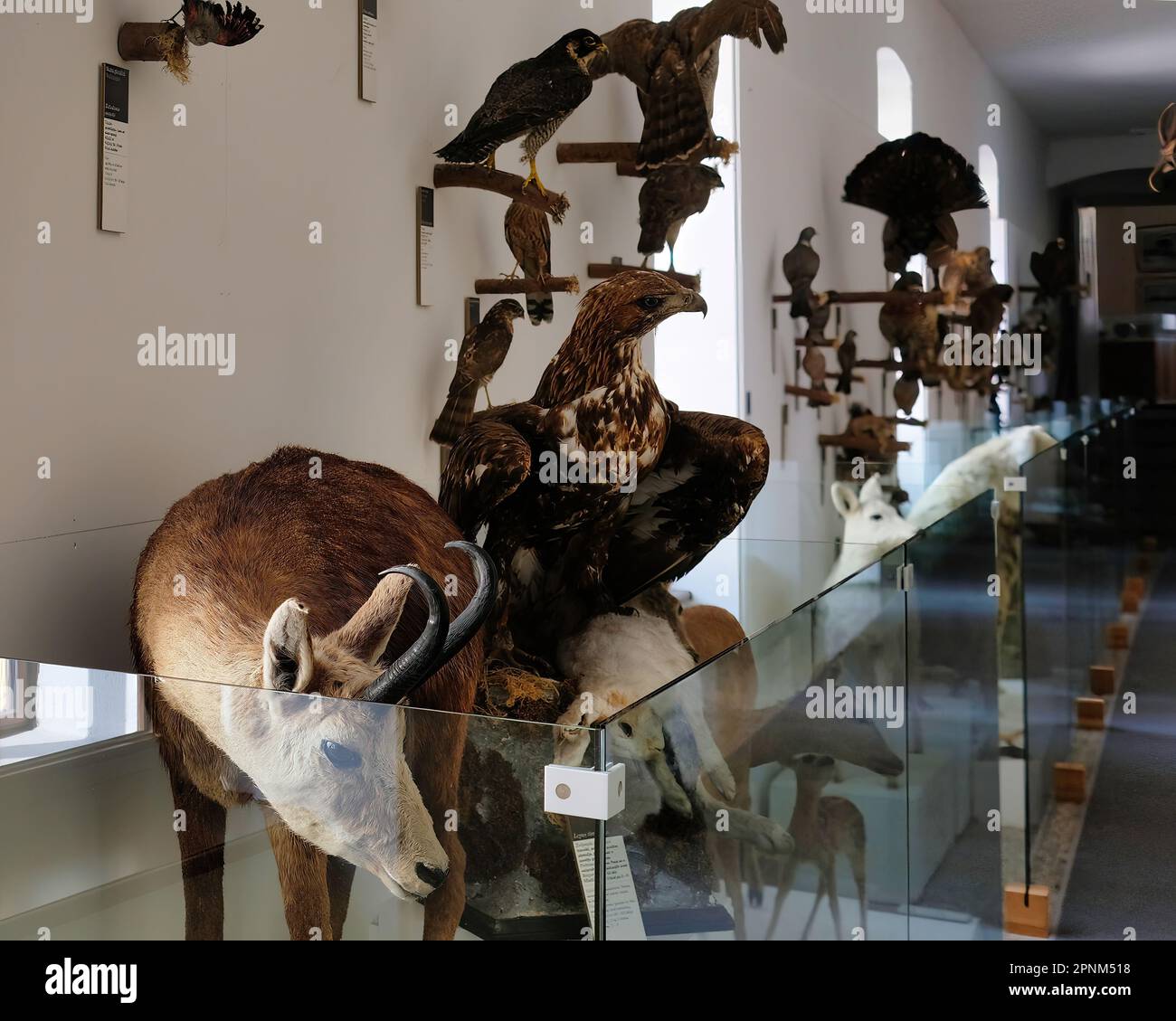 Stuffed frog museum hi-res stock photography and images - Alamy