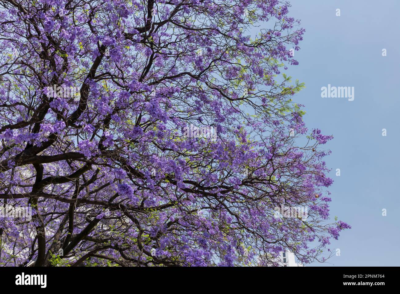 Jacaranda tree in mexico city hi-res stock photography and images - Alamy