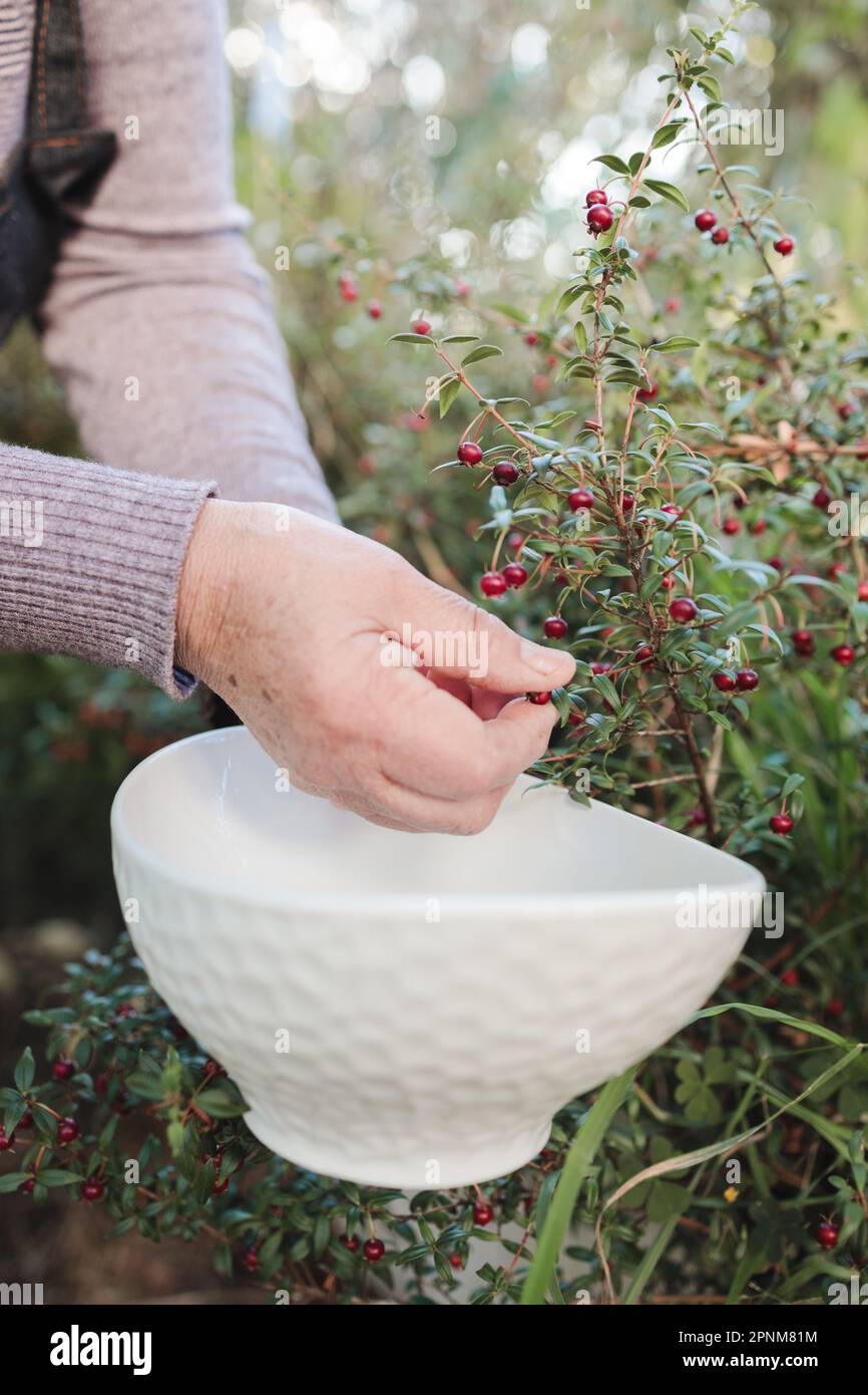 Unrecognizable mapuche woman picking chilean superfood murta berry into ...