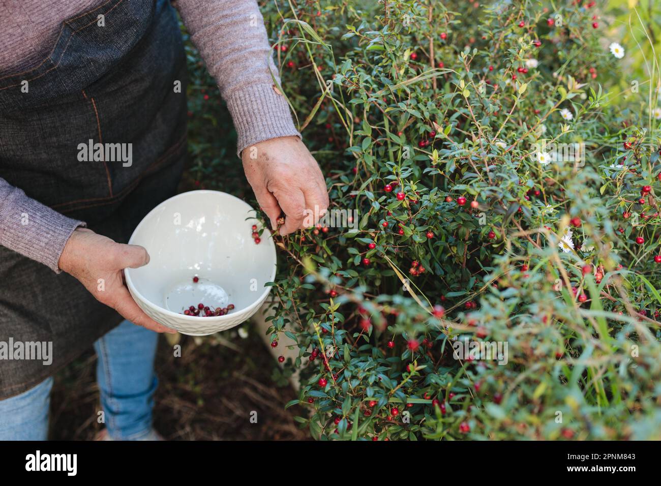 Unrecognizable mapuche woman picking chilean superfood murta berry into ...