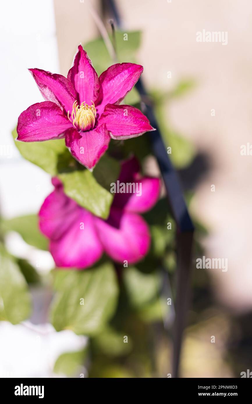 Mother Nature Persistence Stock Photo - Alamy