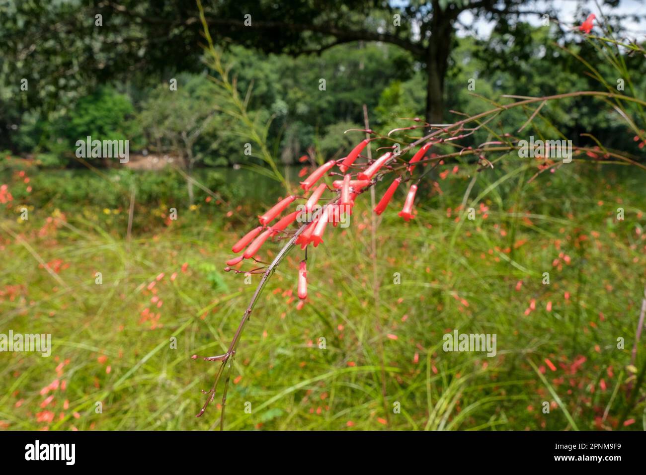 Close up red flower russelia equisetiformis. the fountainbush ...