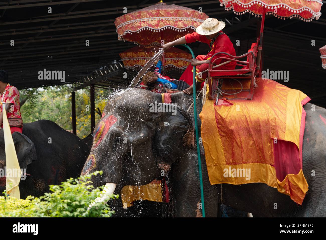 Elephants are using a trunks to spray water for Thai people and ...