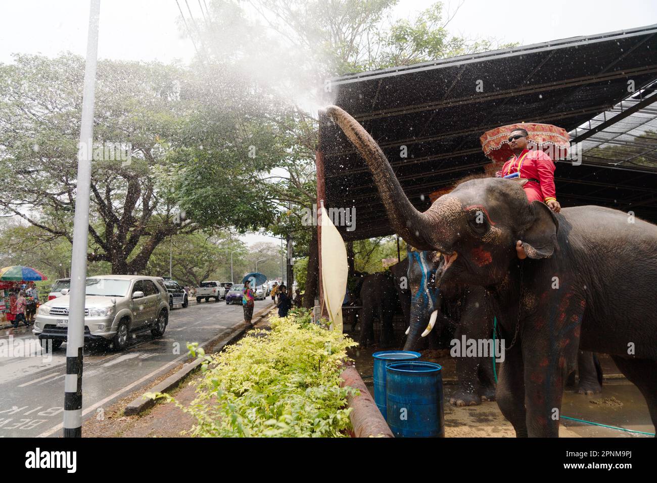 Elephants are using a trunks to spray water for Thai people and ...