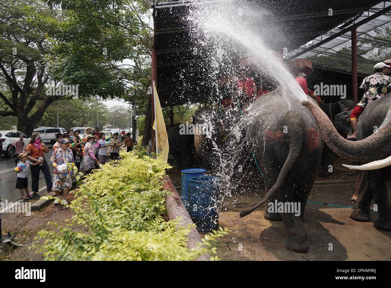Elephants are using a trunks to spray water for Thai people and ...
