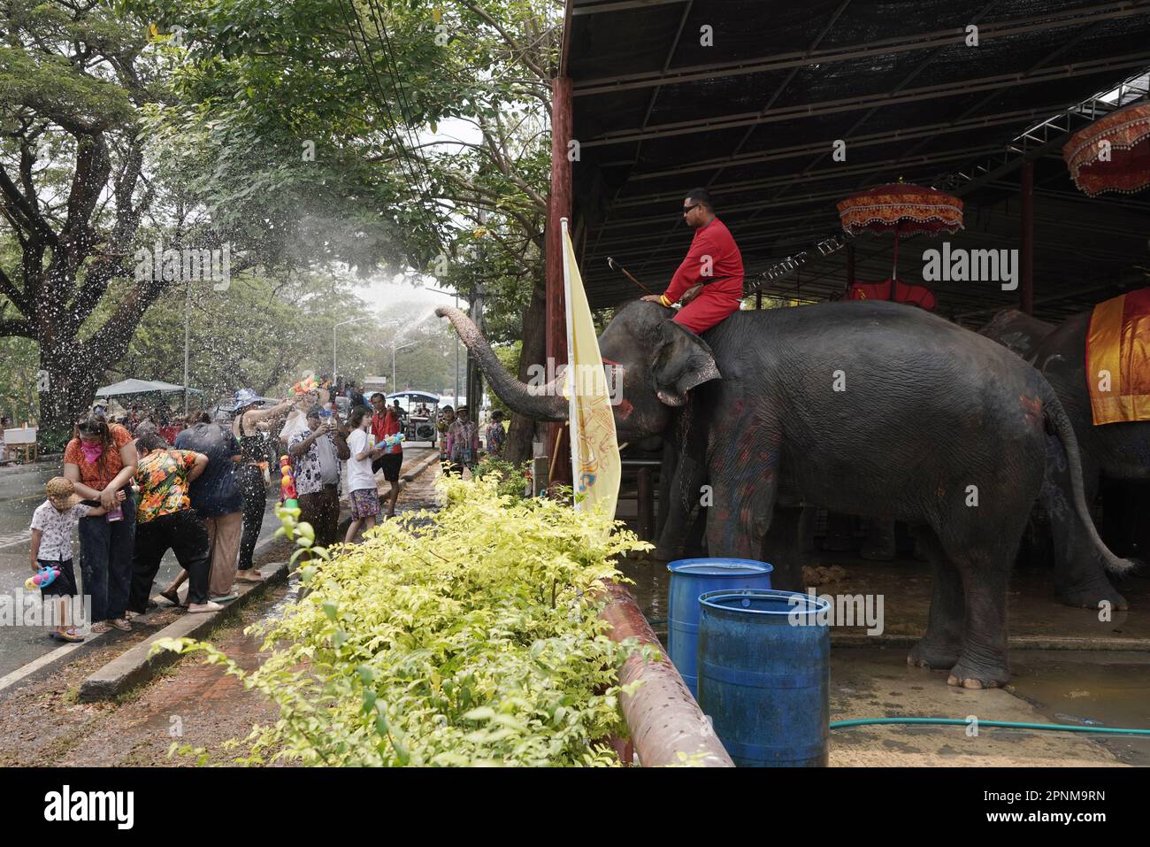Elephants are using a trunks to spray water for Thai people and ...