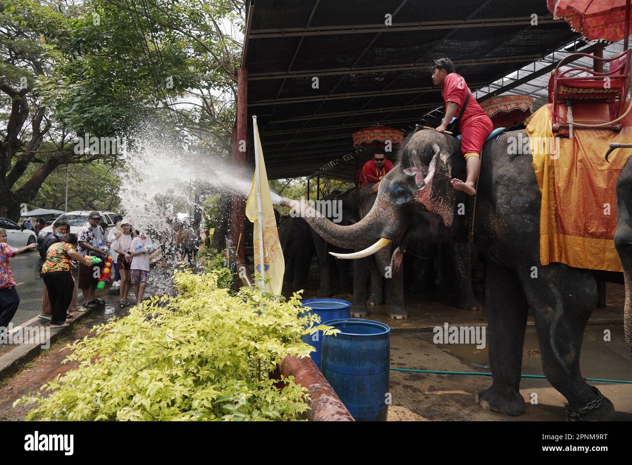 Elephants are using a trunks to spray water for Thai people and ...