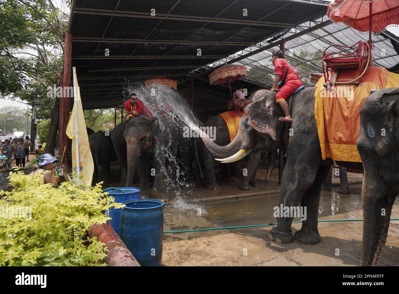 Elephants are using a trunks to spray water for Thai people and ...