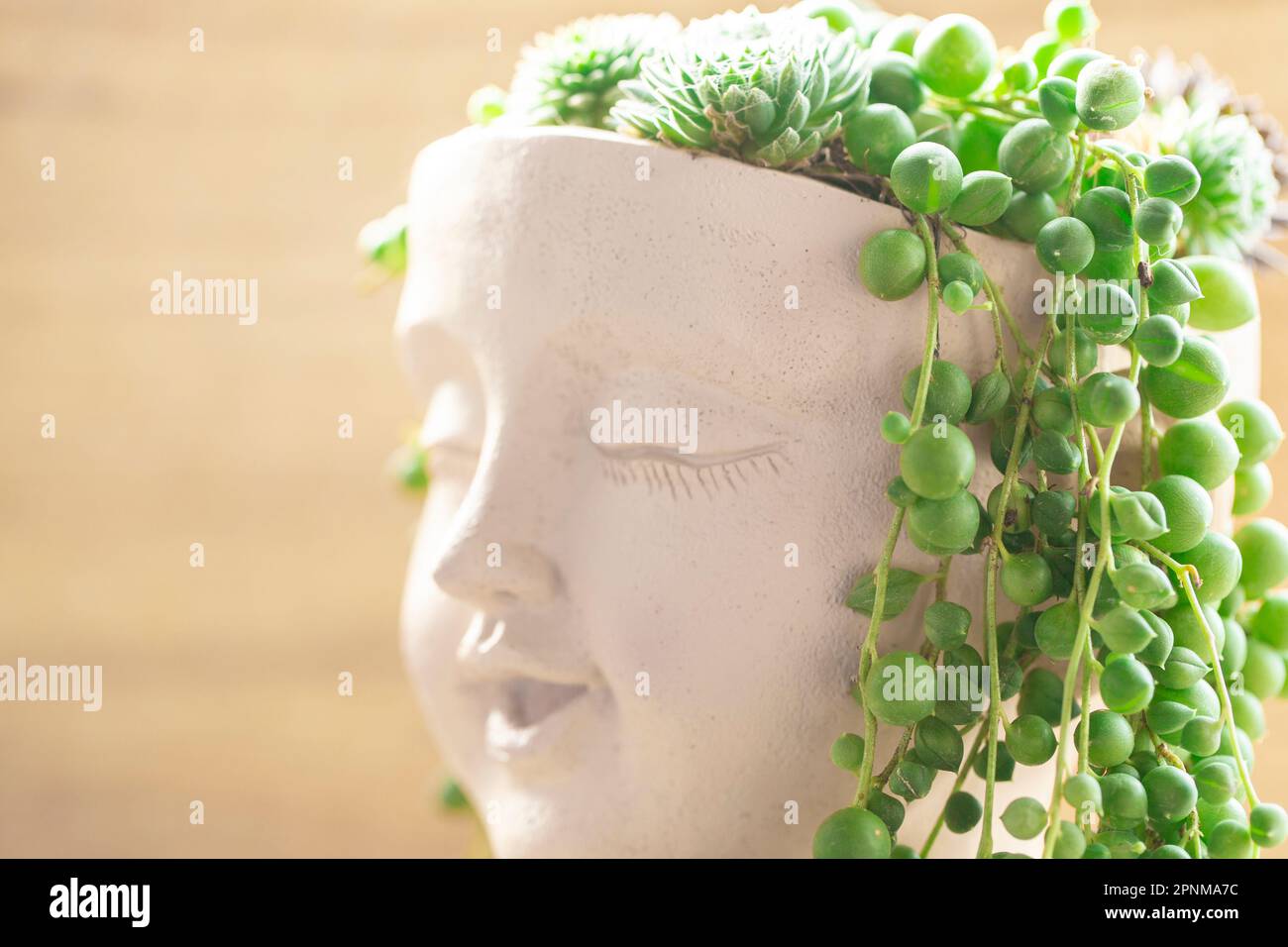 Potted succulent garden.sustainable design.sedums and Succulents in a ...