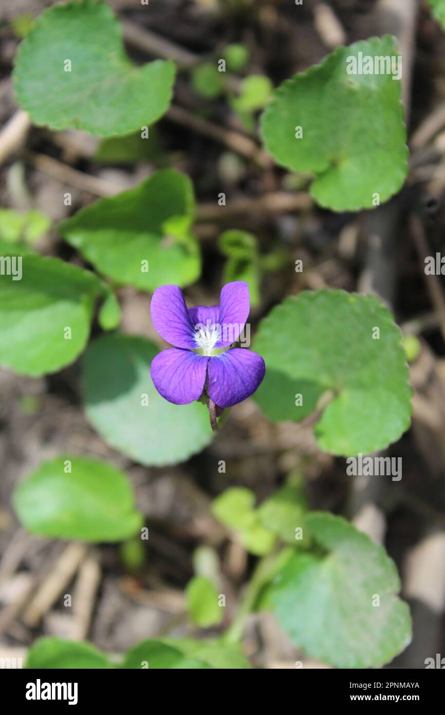 Algonquin illinois hi-res stock photography and images - Alamy