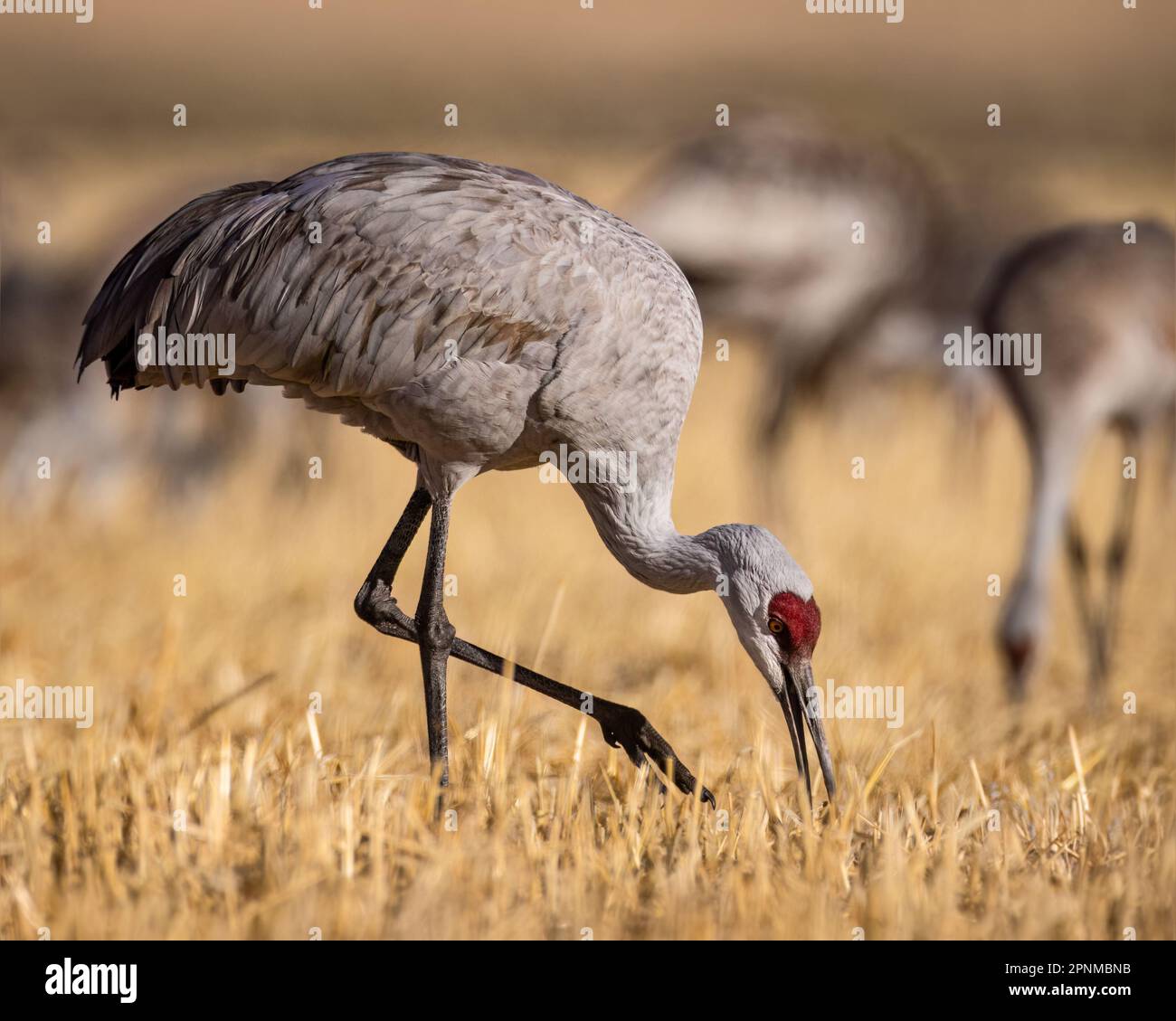 Sandhill Crane - grus canadensis - foraging in grain field during ...