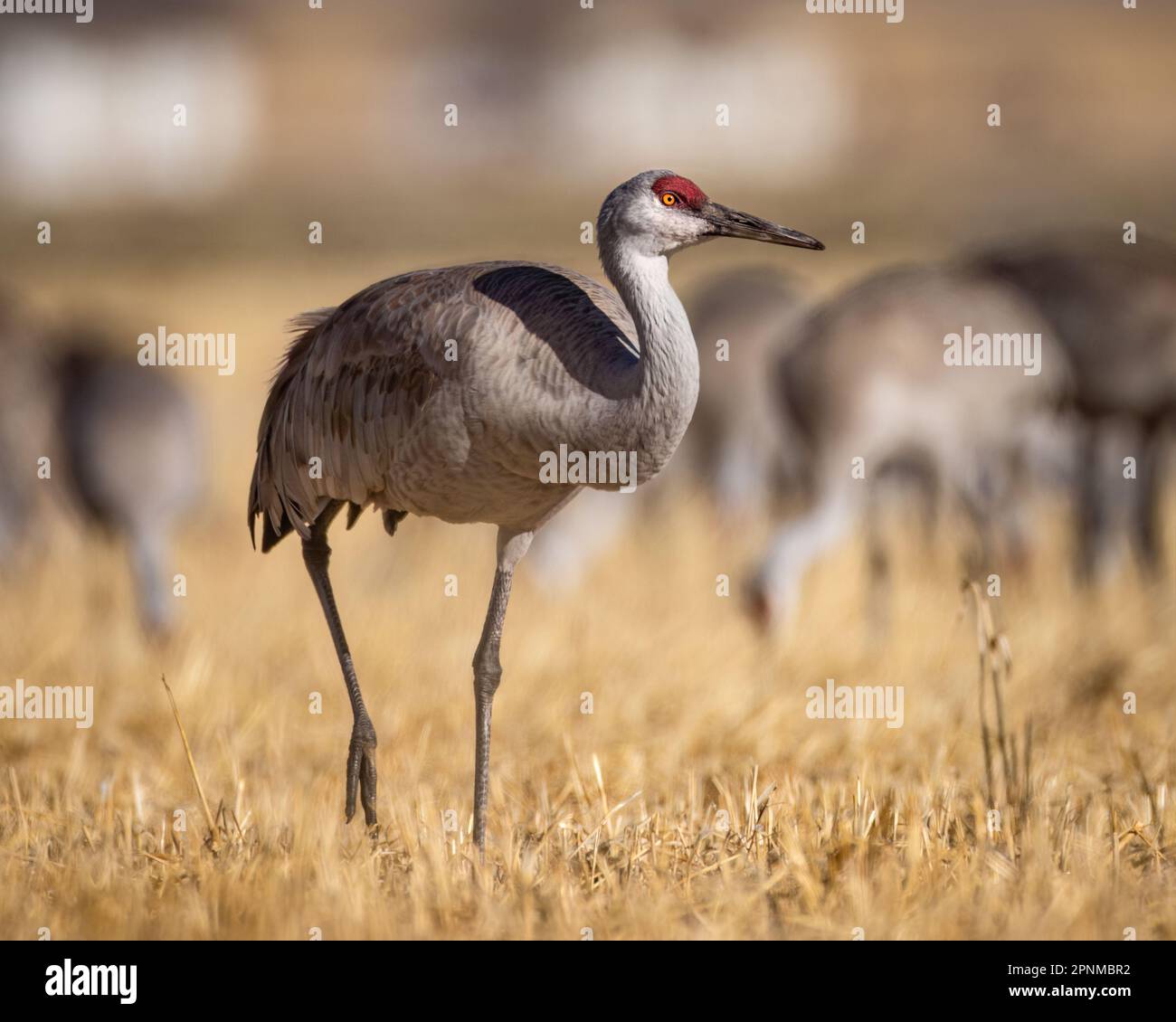 Sandhill Crane - grus canadensis - walking in grain field during spring ...