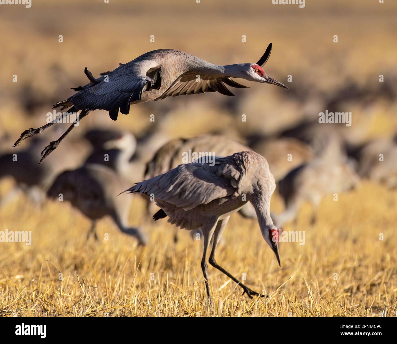 Sandhill Crane - Grus canadensis - flying low in morning sunlight ...