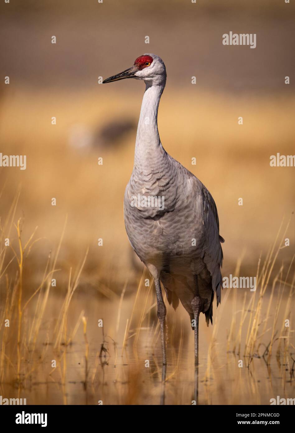 Sandhill Crane - grus canadensis - standing sentry in marsh in morning ...