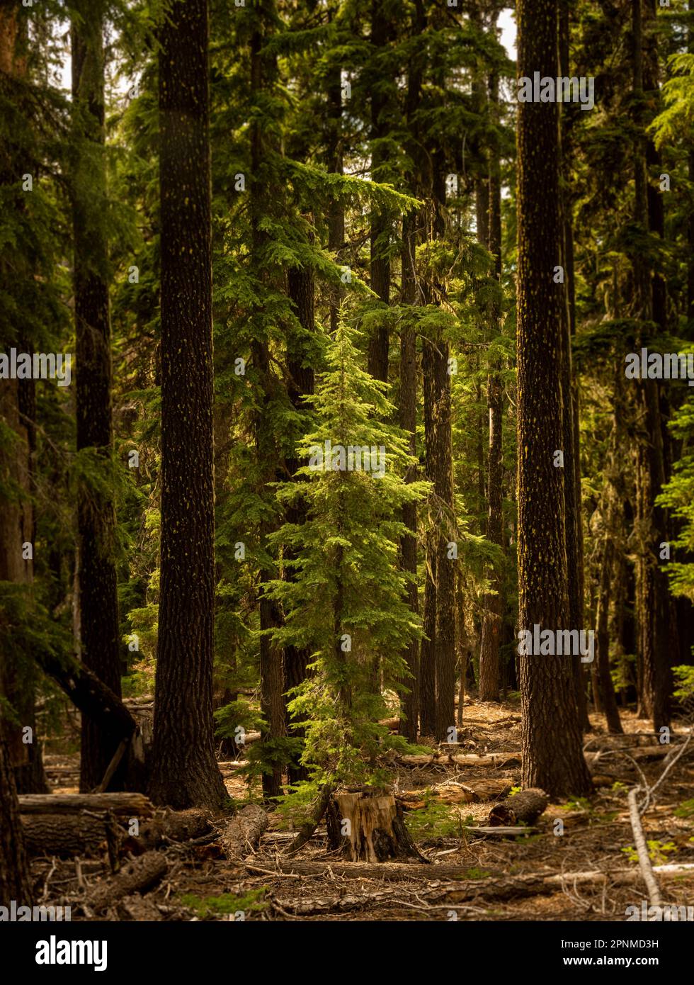Just A Little Guy Pine Sapling in the Forest Stock Photo - Alamy
