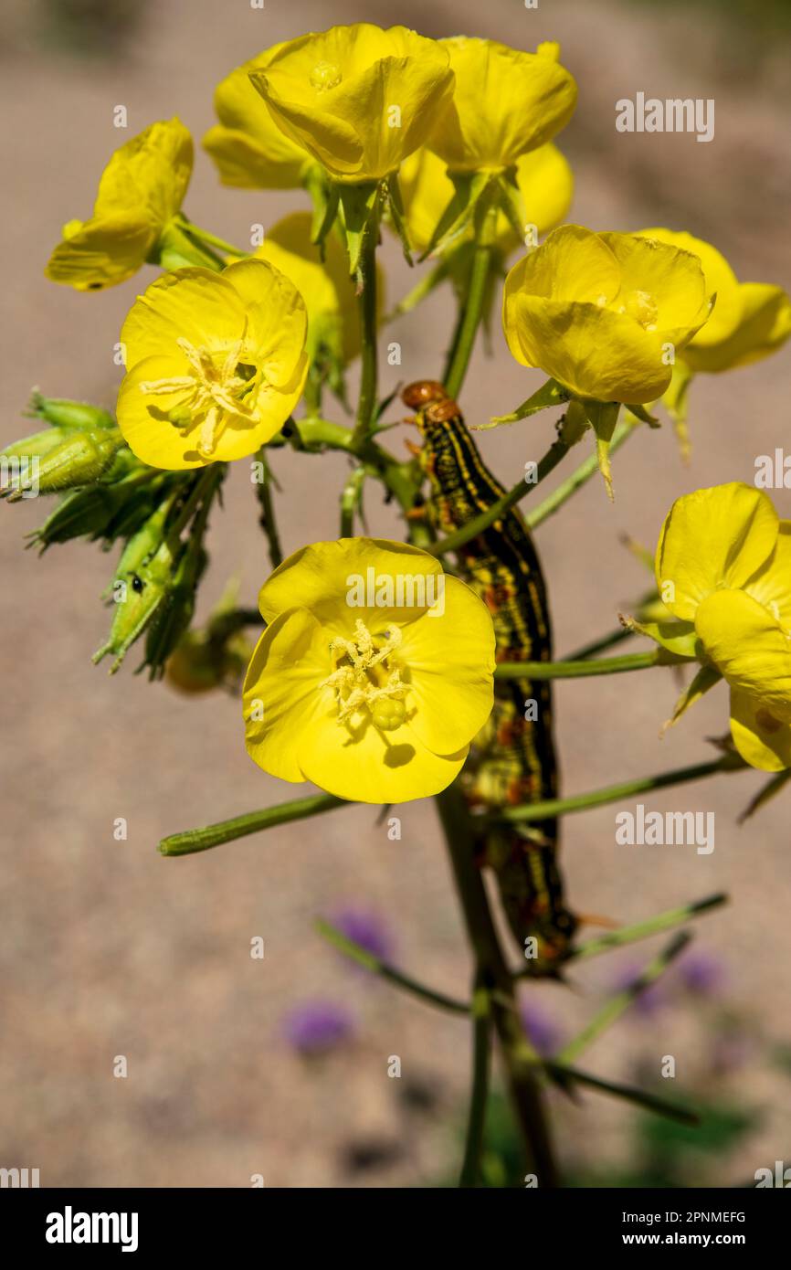 These sphinx moth caterpillars are busy munching on an evening primrose ...