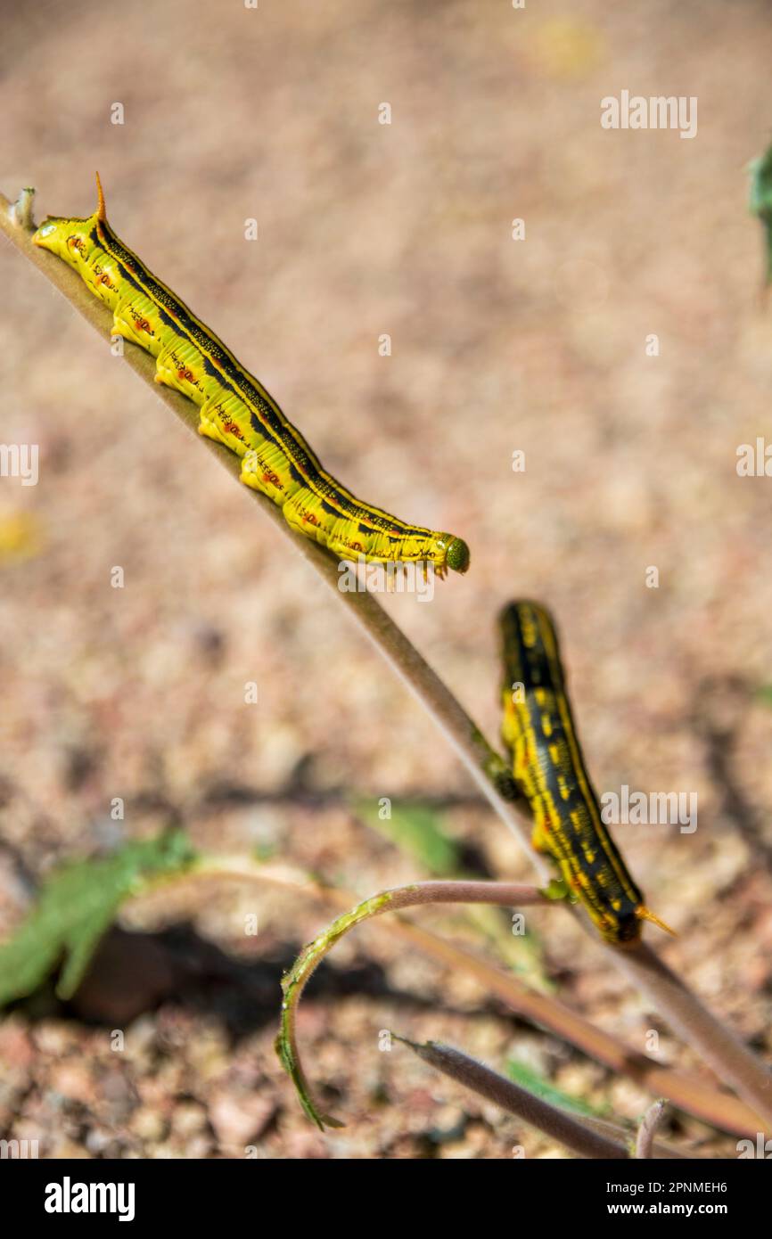 These sphinx moth caterpillars are busy munching on an evening primrose ...