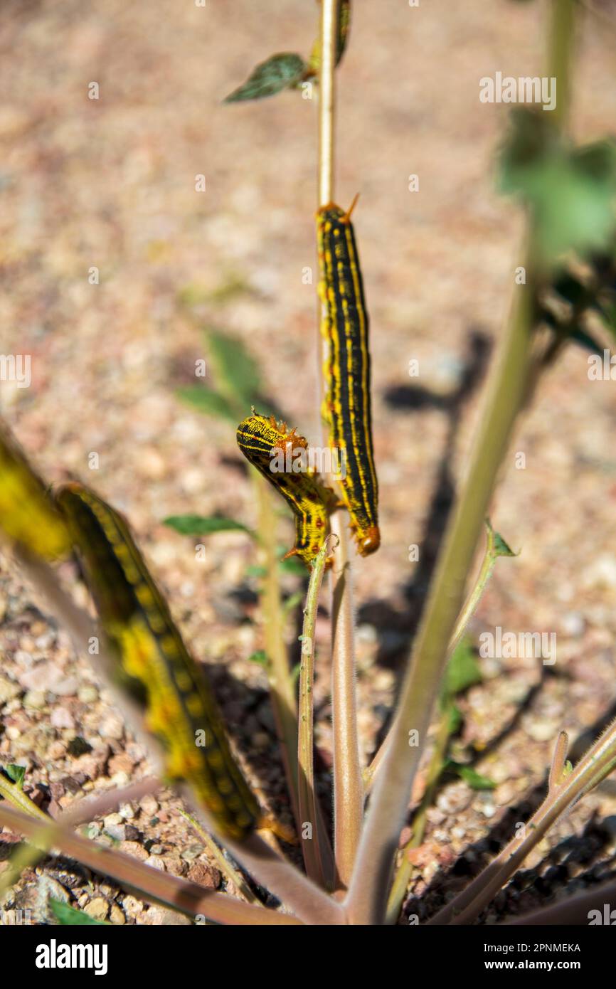 These sphinx moth caterpillars are busy munching on an evening primrose ...