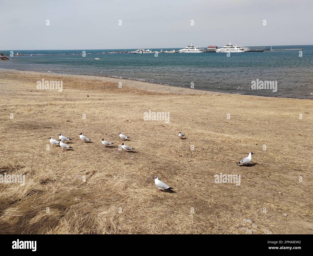 Beautiful plateau scenery of red-billed gulls by Qinghai Lake Stock ...