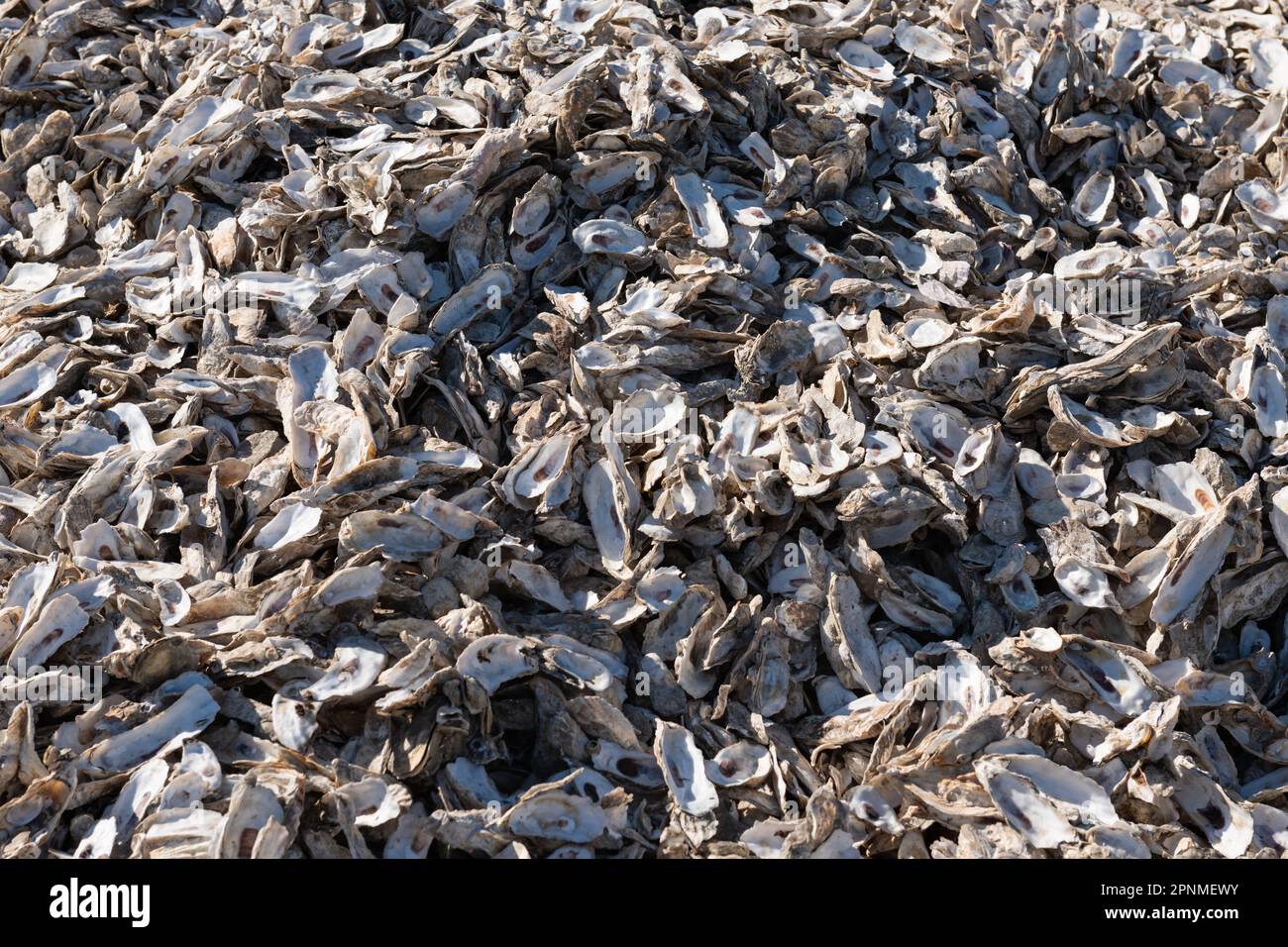 Oysters shells pile collected to be recycled. Oysters waste management ...