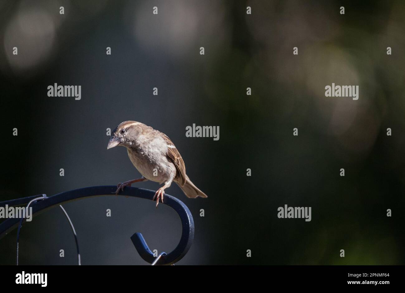 Small brown house finch hi-res stock photography and images - Alamy