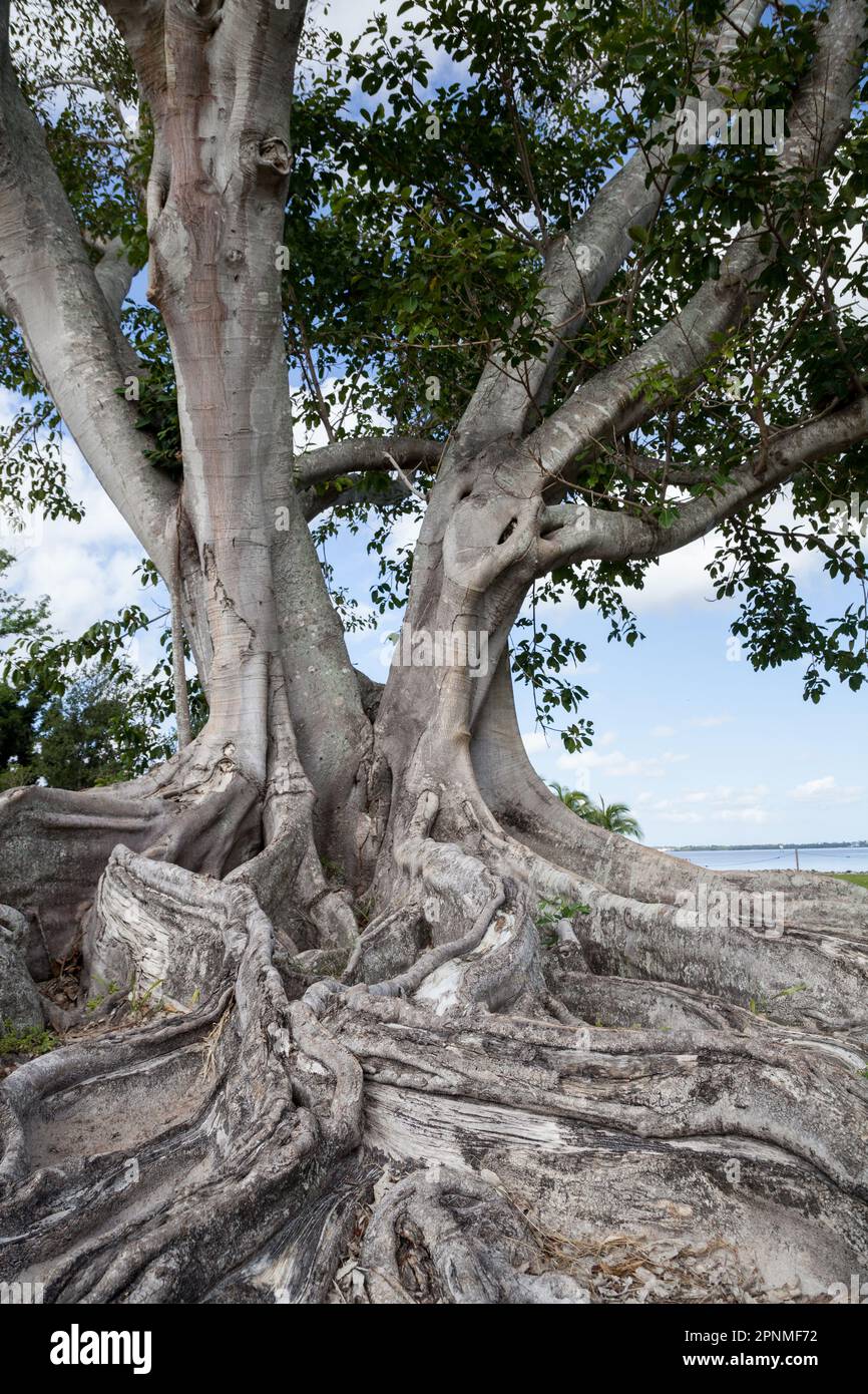 Brown woolly fig tree Ficus drupacea in Bonita Beach, Florida Stock ...