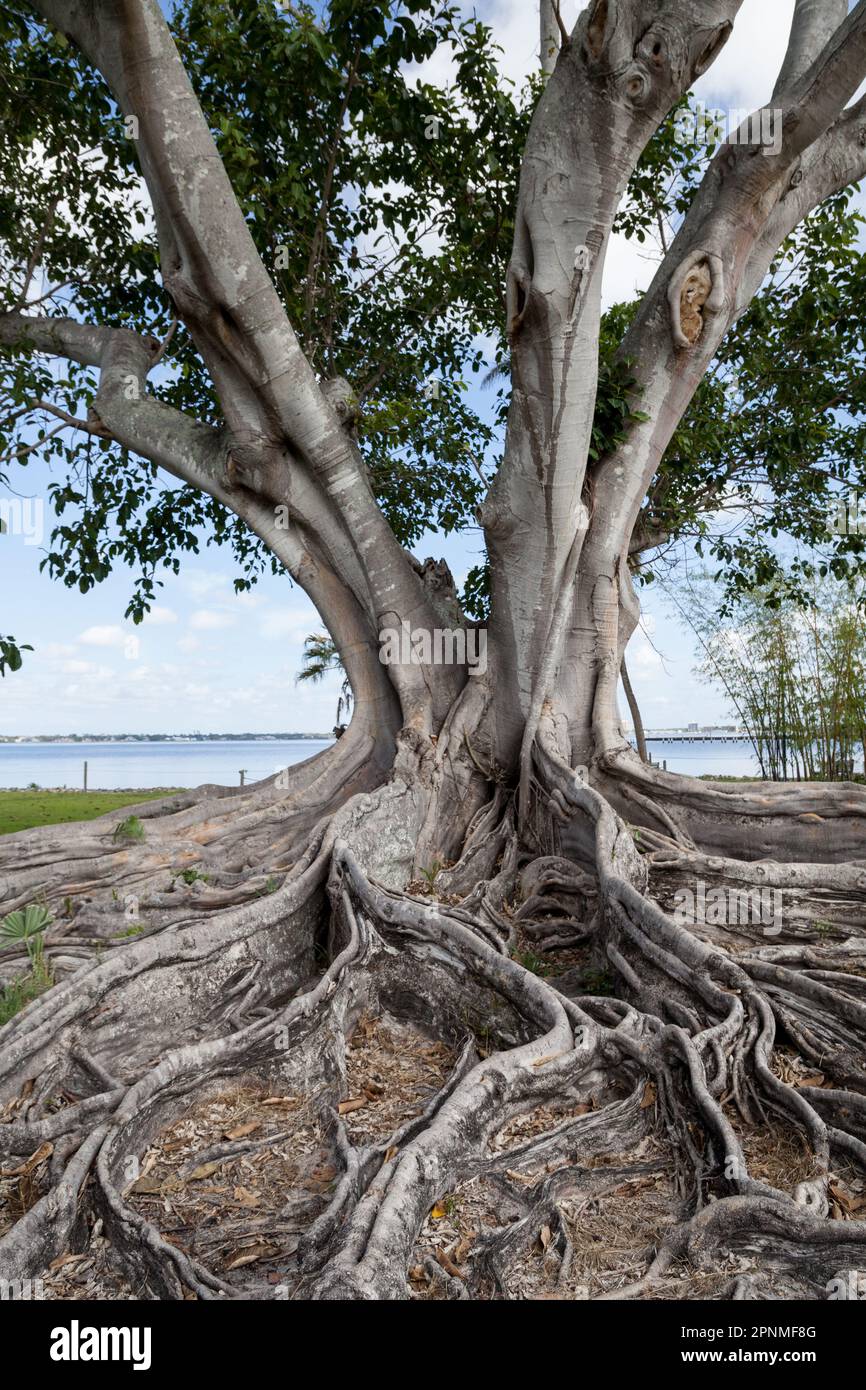 Brown woolly fig tree Ficus drupacea in Bonita Beach, Florida Stock ...