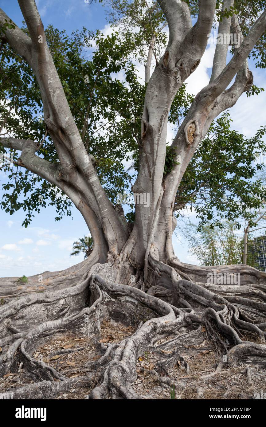 Brown woolly fig tree Ficus drupacea in Bonita Beach, Florida Stock ...