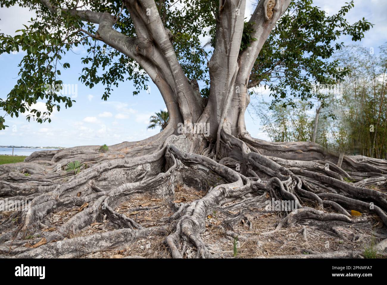 Brown woolly fig tree Ficus drupacea in Bonita Beach, Florida Stock ...