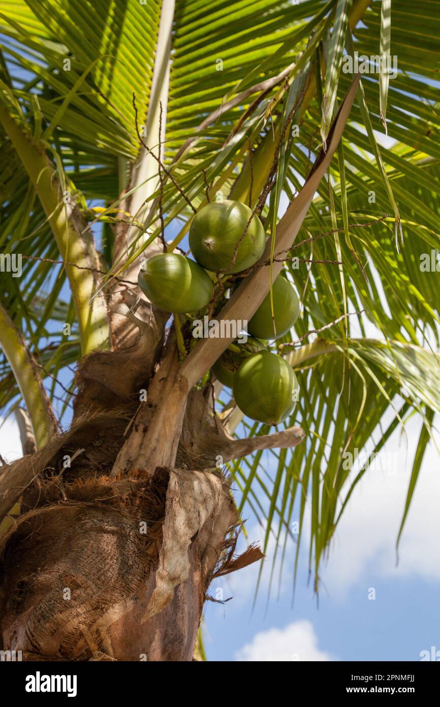Coconut palm tree Cocos nucifera in Southwest Florida in spring, heavy ...