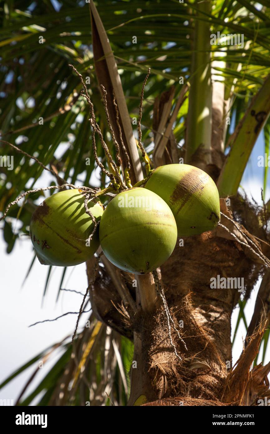 Coconut palm tree Cocos nucifera in Southwest Florida in spring, heavy ...