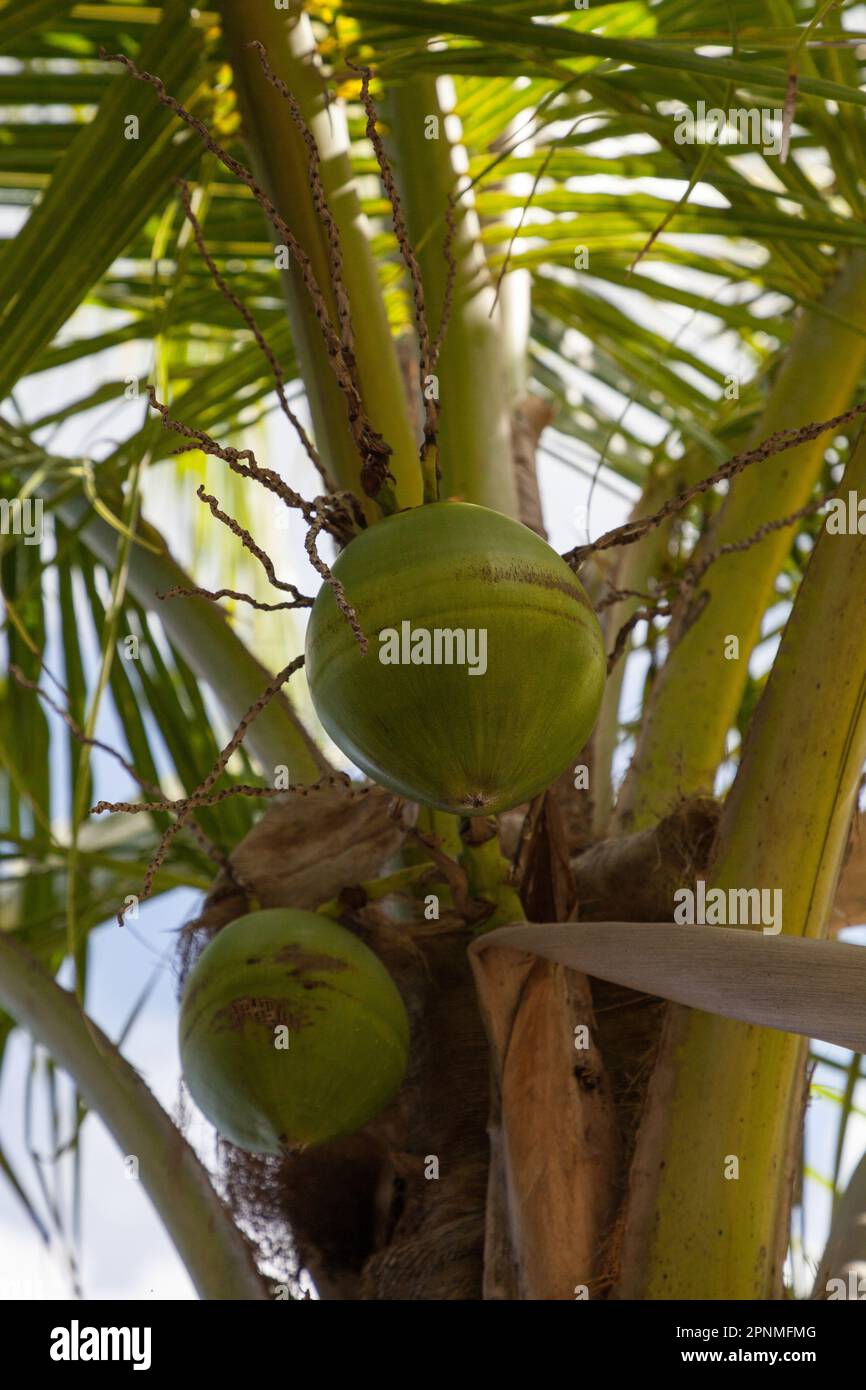Coconut palm tree Cocos nucifera in Southwest Florida in spring, heavy ...