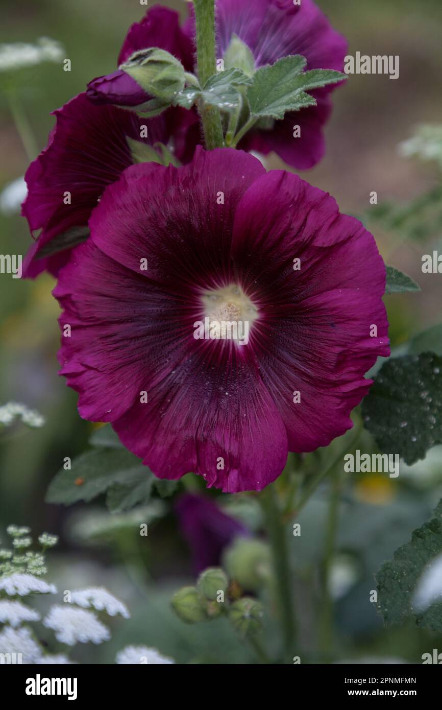 Dark red hollyhock flower Alcea rosea blooming in a Florida garden in ...