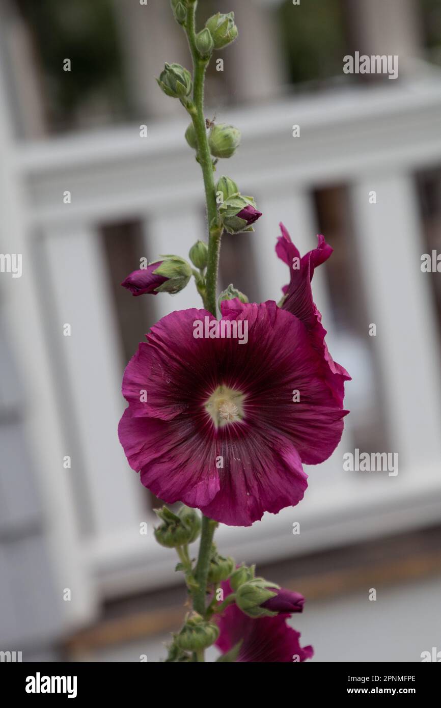 Dark red hollyhock flower Alcea rosea blooming in a Florida garden in ...