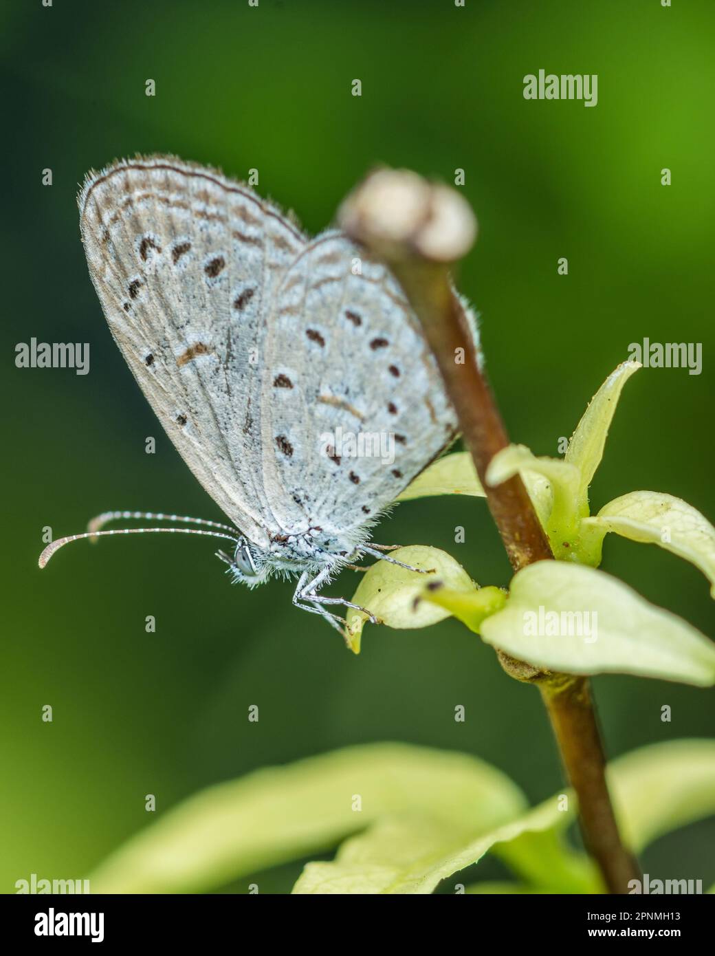 Tiny grass blue butterfly on leaf in morning, Close up and macro with ...